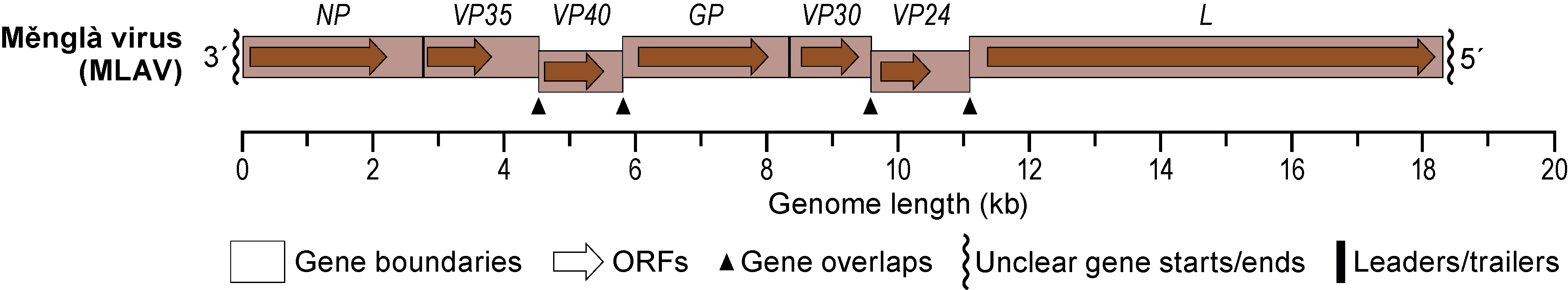 Genus: Dianlovirus | ICTV