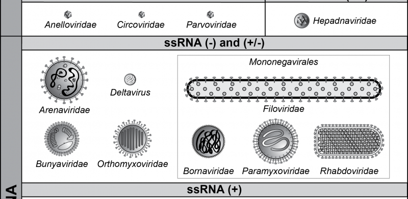 ICTV | The Classification and Nomenclature of Viruses