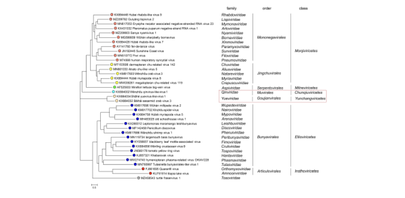 ICTV | The Classification and Nomenclature of Viruses